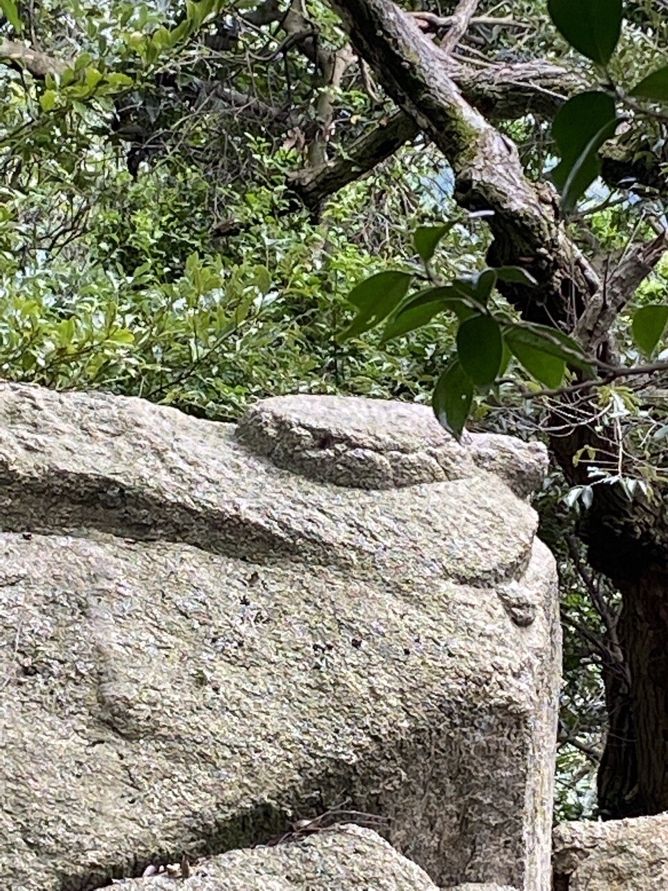 再度山、市章山、錨山、諏訪山 / jiro manさんの神戸市の活動データ | YAMAP / ヤマップ