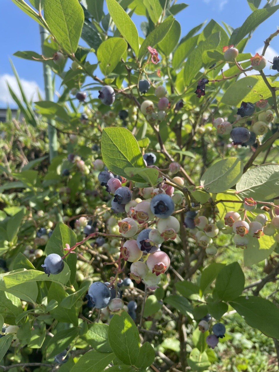 朝活第2段 ブルーベリーの収穫 / junpeiさんのモーメント | YAMAP / ヤマップ