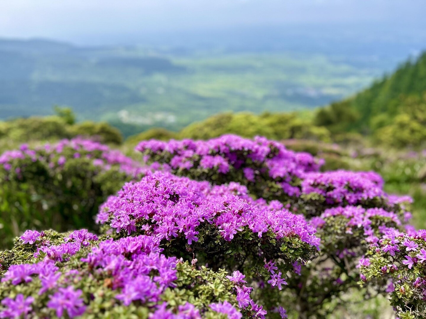 MK 2024 / SHOさんの九重山（久住山）・大船山・星生山の活動データ | YAMAP / ヤマップ