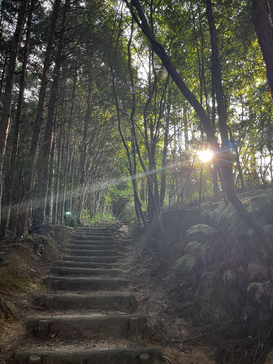 道樹山・大谷山・弥勒山 早朝のトレラン🏃‍♀️ / SAVARTAN HIRANOさんの春日井三山・弥勒山・大谷山・道樹山の活動データ | YAMAP / ヤマップ