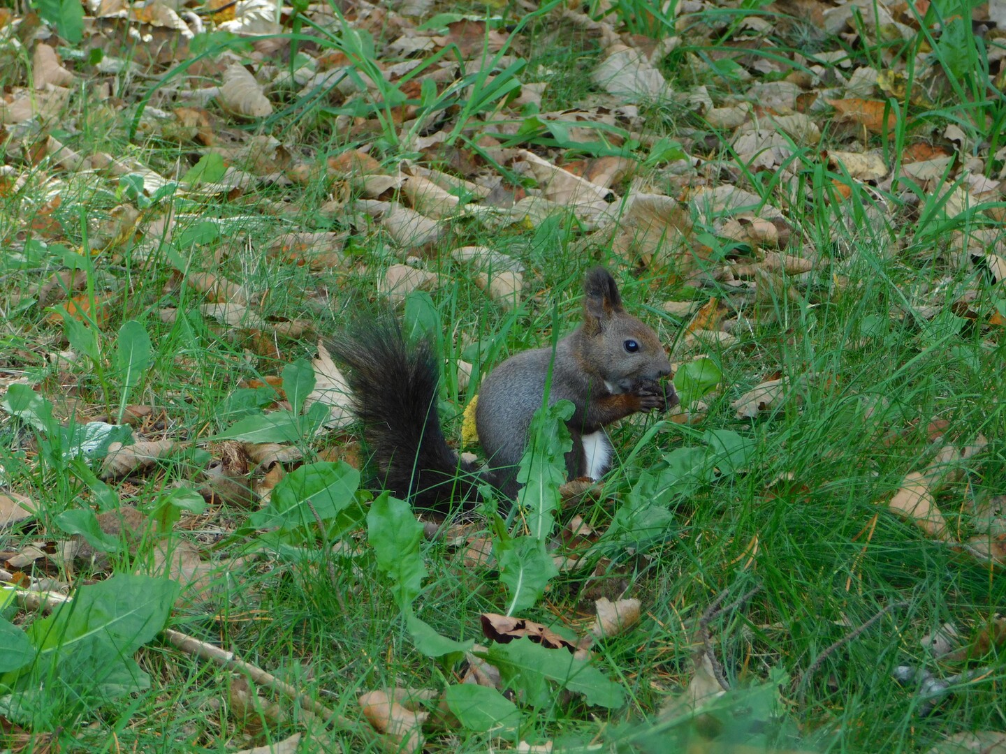 YouTubeでベニテングタケを食べるエ... / Syoさんのモーメント | YAMAP / ヤマップ