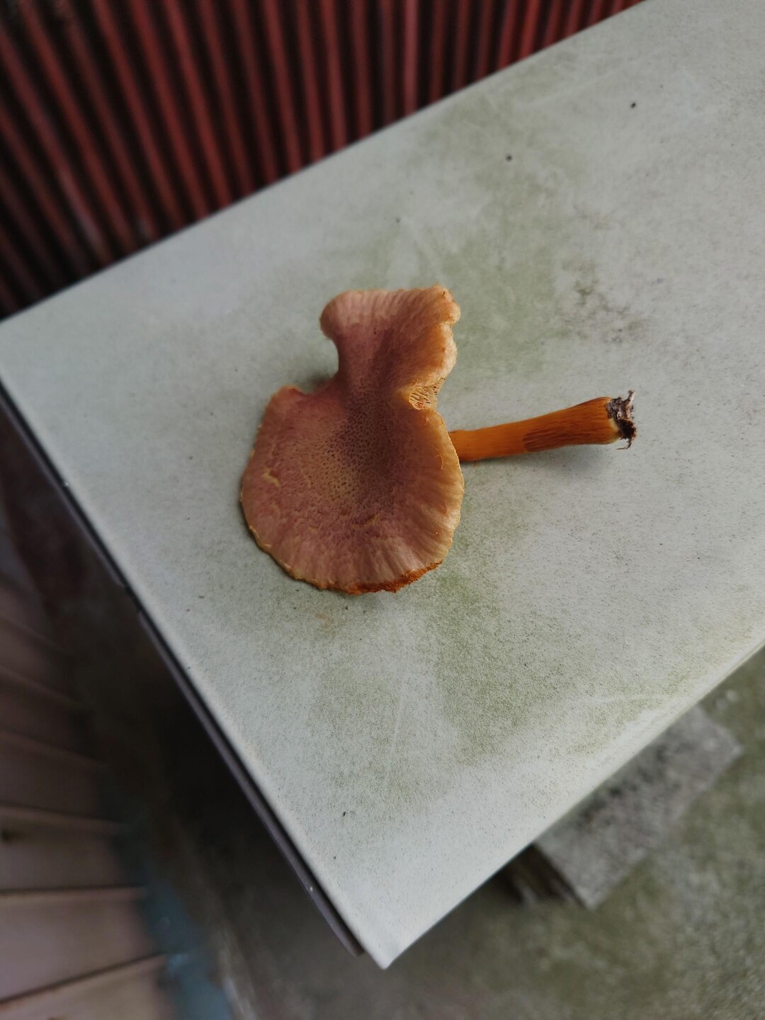 倉庫の2階の雨漏り箇所にキノコ😅 何日... / dewarsさんのモーメント | YAMAP / ヤマップ