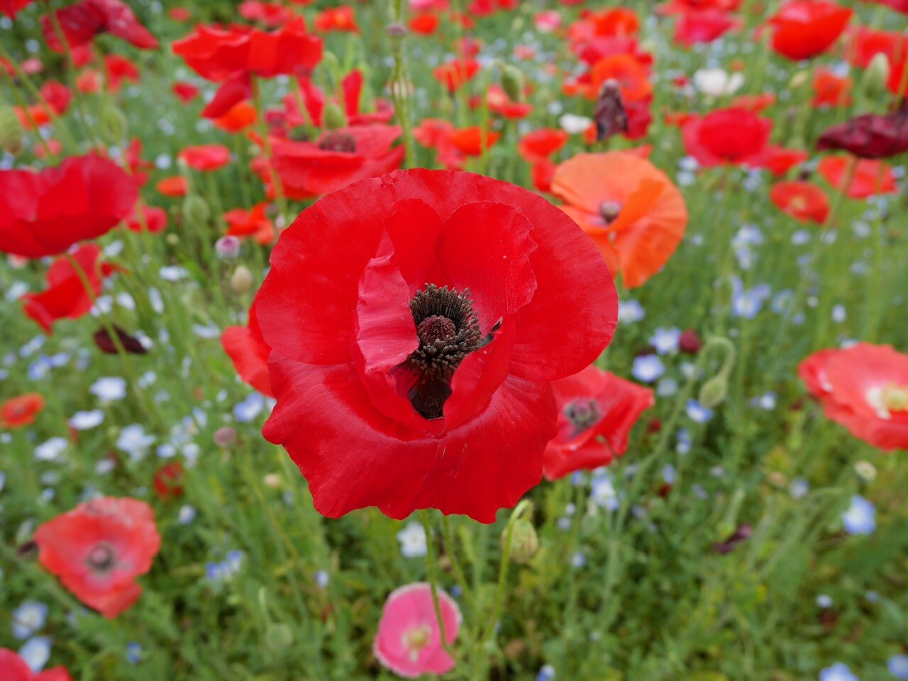 Naope!のページ | YAMAP / ヤマップ