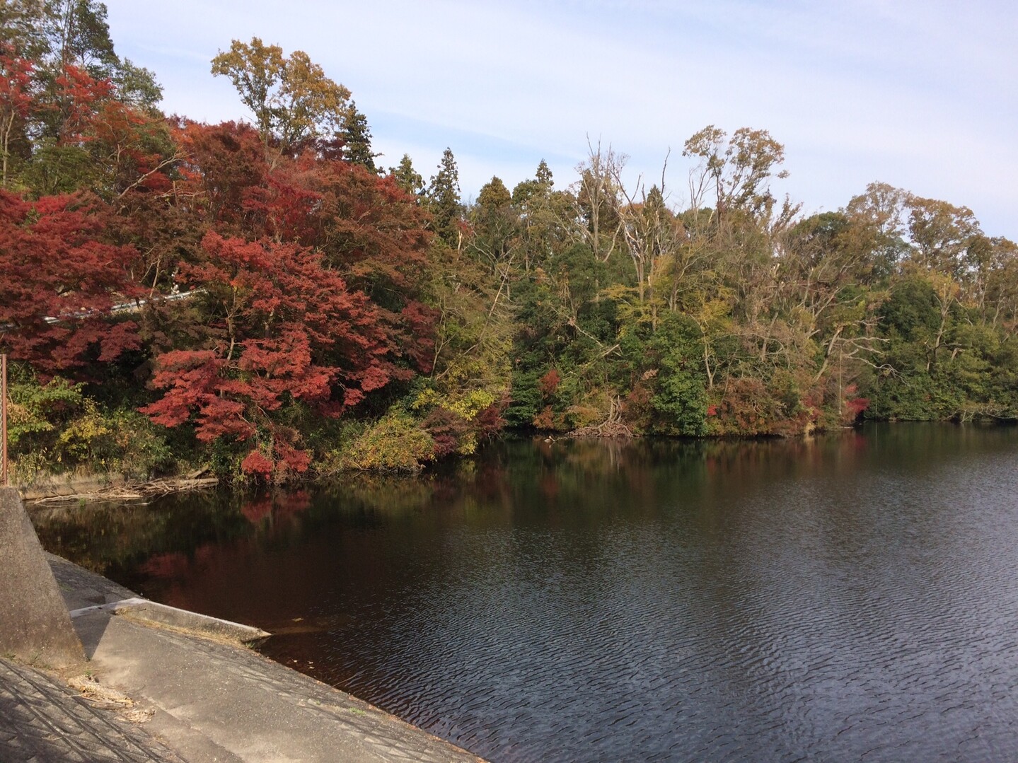 冬鳥観察に室池園地（飯盛山）へ / nobu-tさんの生駒山・神津嶽・大原山の活動データ | YAMAP / ヤマップ