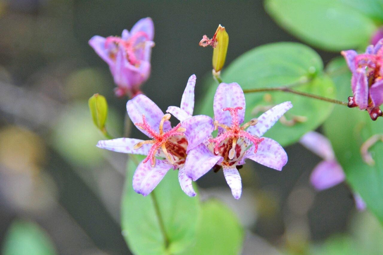秋の種松山野草園 倉敷市種松山の野草園... / tomyさんのモーメント | YAMAP / ヤマップ