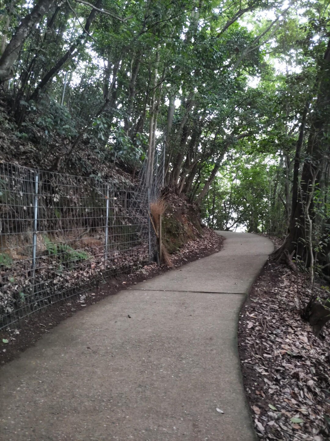 桝形山【312.3m】浄眼寺・砂防ダム 大阿坂周回ｺｰｽ / さとちゃんさんの堀坂山・観音岳・桝形山（白米城）の活動データ | YAMAP / ヤマップ