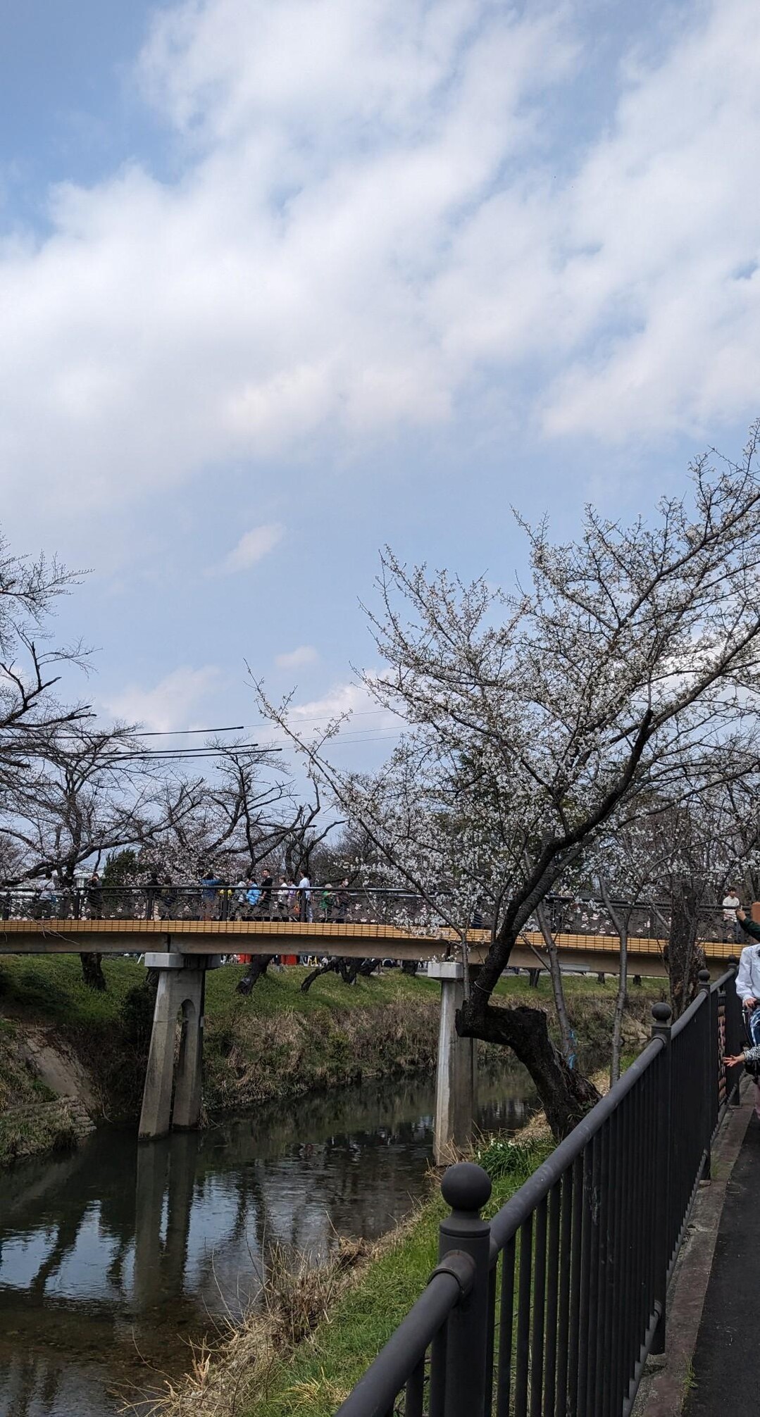 百十郎桜まだ早かった 三井山 / たいみずさんの三井山の活動データ | YAMAP / ヤマップ