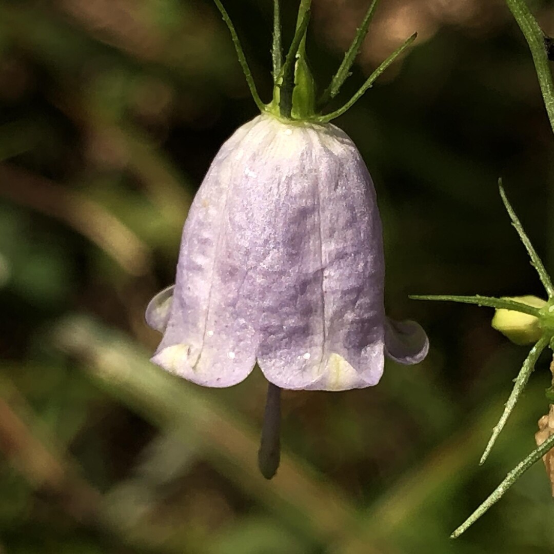 「富幕山 9月6回目 ツルニンジン」 / zaucatsさんの富幕山・尉ヶ峰・竜ヶ石山の活動データ | YAMAP / ヤマップ