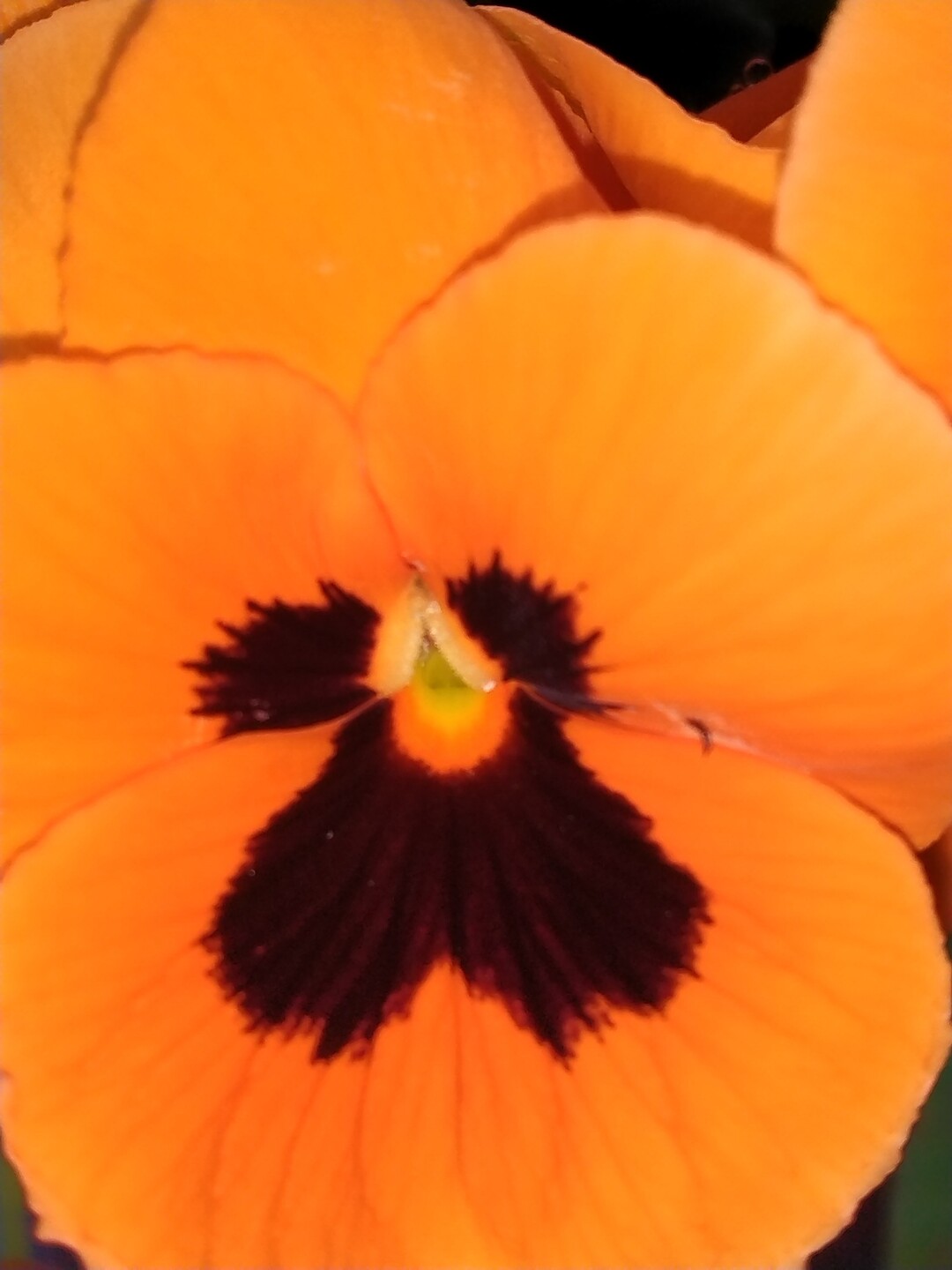 なぜ(?_?)こんな難しい顔になったんで... / Guestコシアブラさんのモーメント | YAMAP / ヤマップ