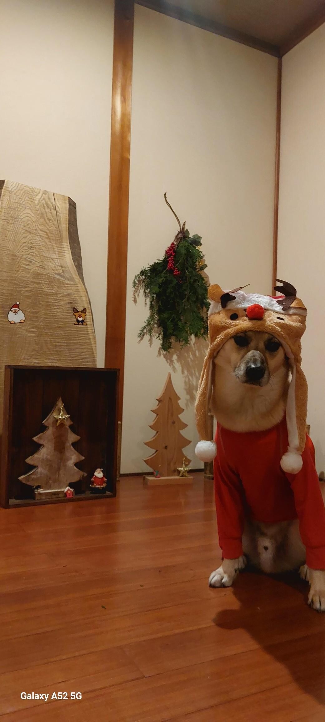 🐕️やあ。おいらはくう。 Merry... / くうさんのモーメント | YAMAP / ヤマップ