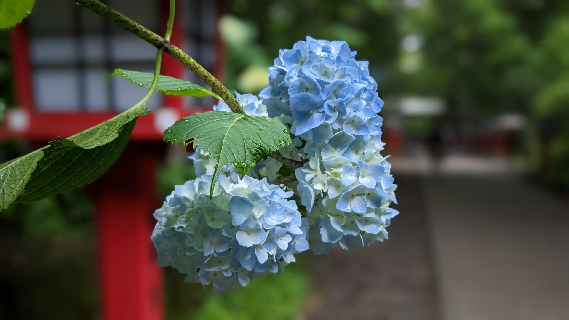 高尾山42（2回目の満行🤗） / konikoniさんの高尾山・陣馬山・景信山の活動データ | YAMAP / ヤマップ