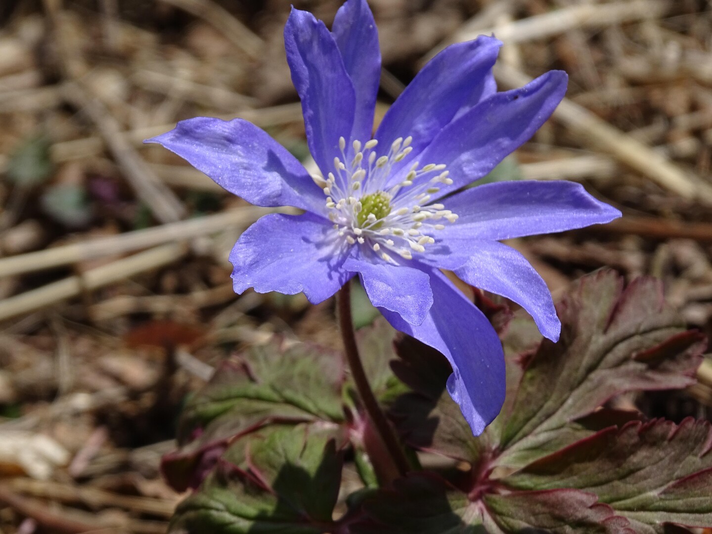 rukyのページ | YAMAP / ヤマップ