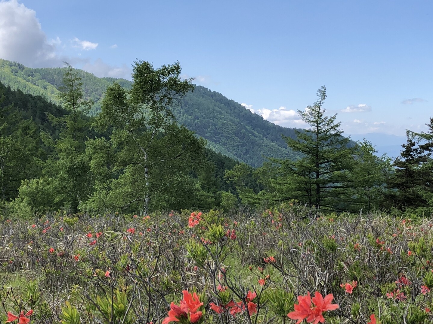 Neko⭐︎💫⭐︎さんの投稿したフィールドメモ | YAMAP / ヤマップ
