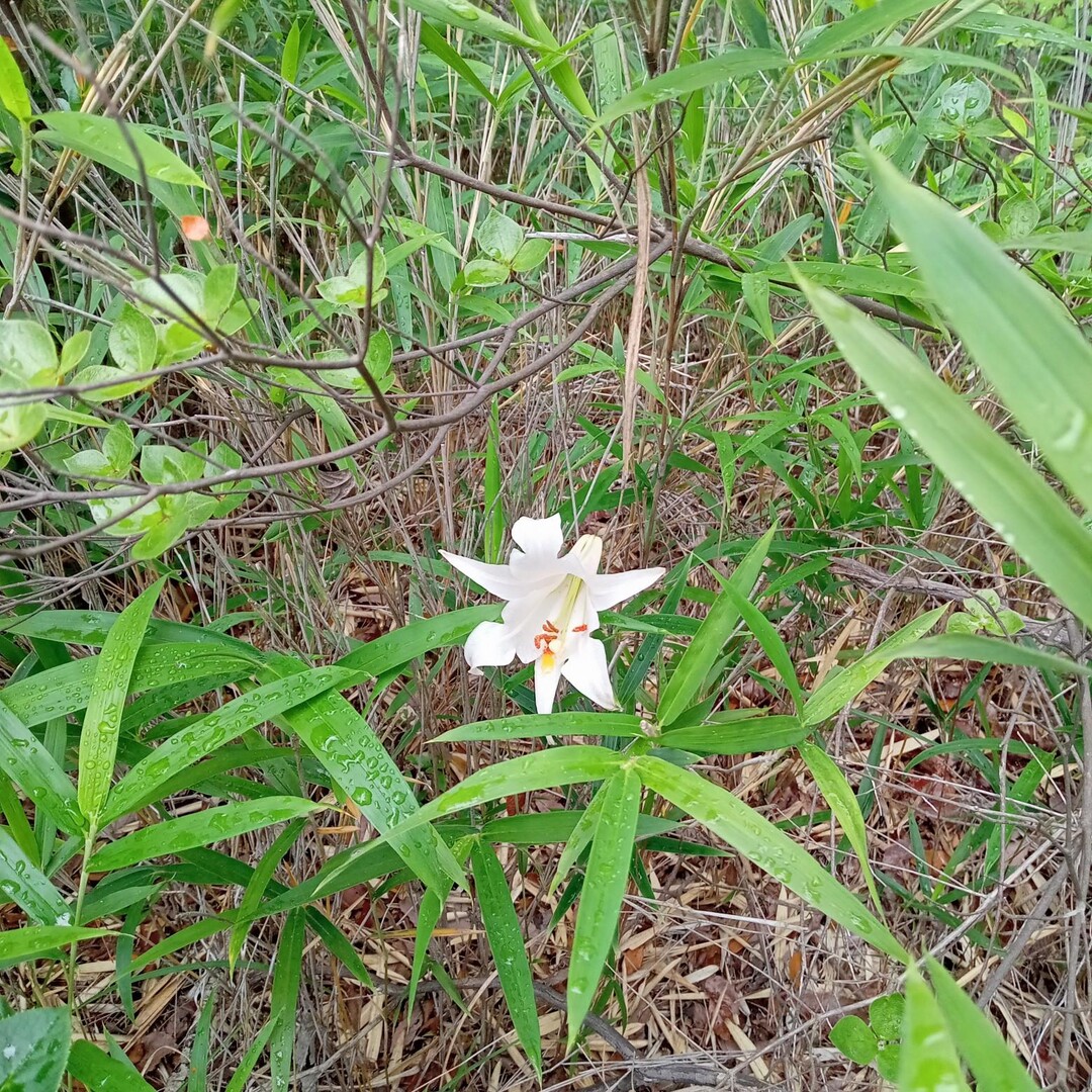 三草山・ササユリ咲いてました〜狼岩探索〜 / katu-canさんの三草山の活動データ | YAMAP / ヤマップ