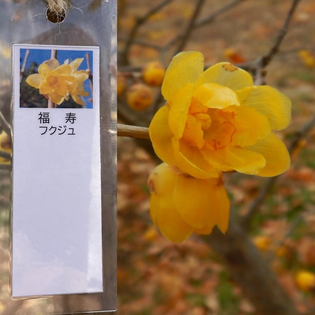 蝋梅が見頃ですね😊 智光山公園の蝋梅園... / ken-3さんのモーメント | YAMAP / ヤマップ