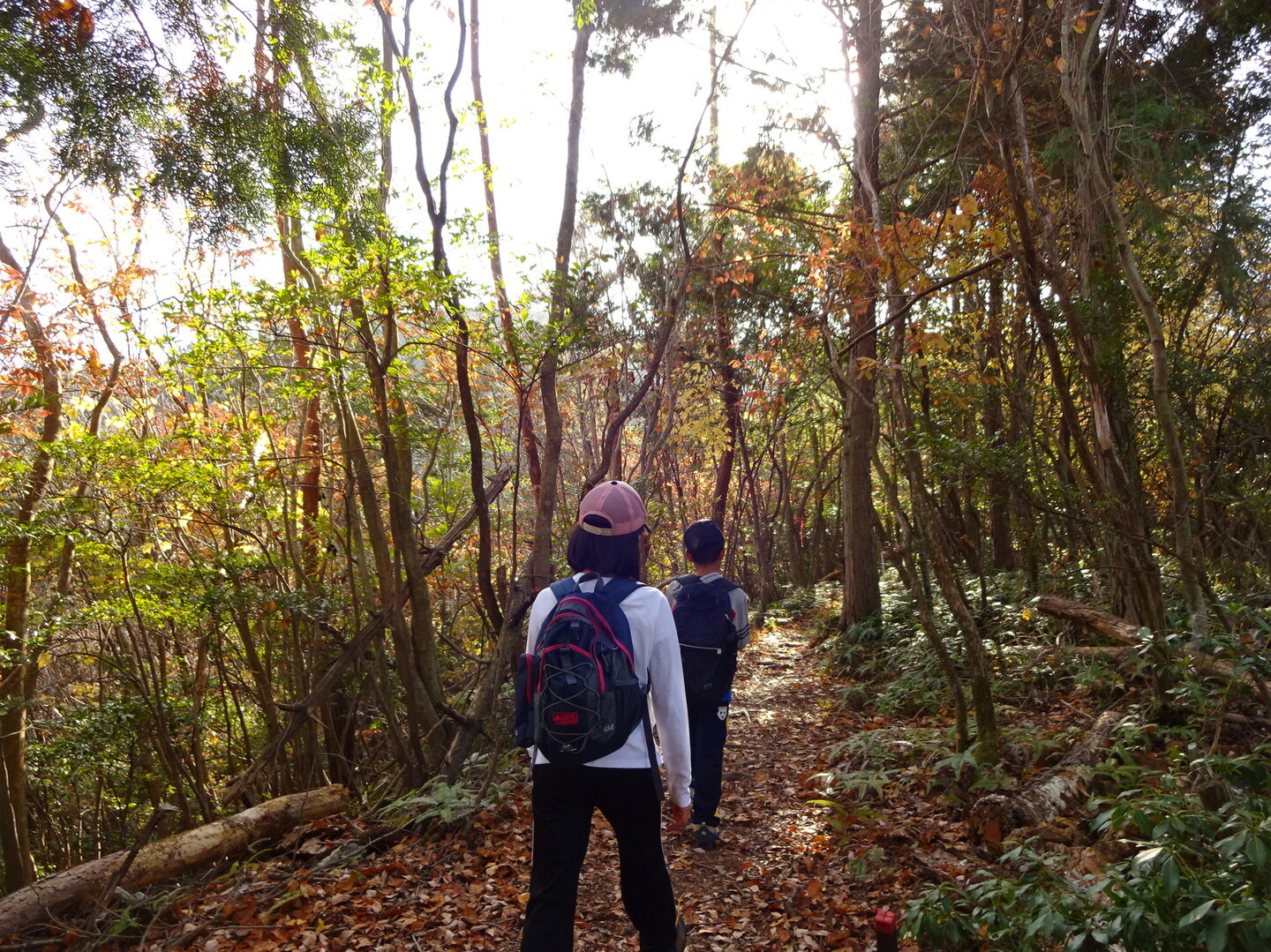 晩秋の音羽山（御用池から） / harejiさんの音羽山・醍醐山の活動データ | YAMAP / ヤマップ