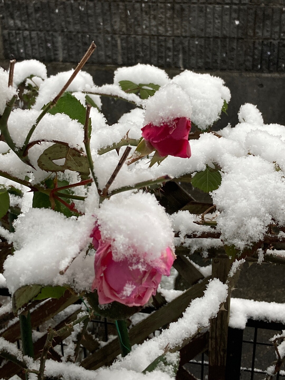 八王子も雪です。 / TAKKUNさんのモーメント | YAMAP / ヤマップ