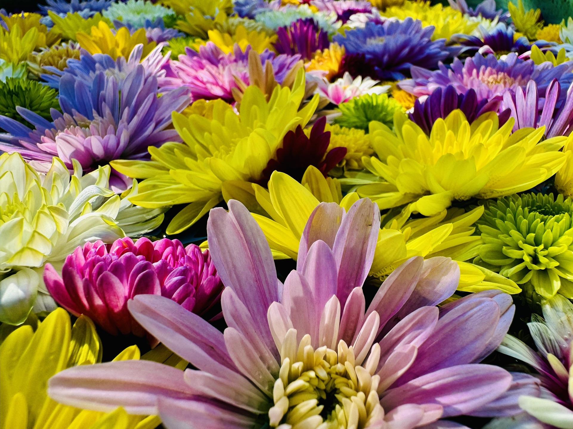 今日は母を連れて二本松菊人形と本宮蛇の鼻... / hiroさんのモーメント | YAMAP / ヤマップ