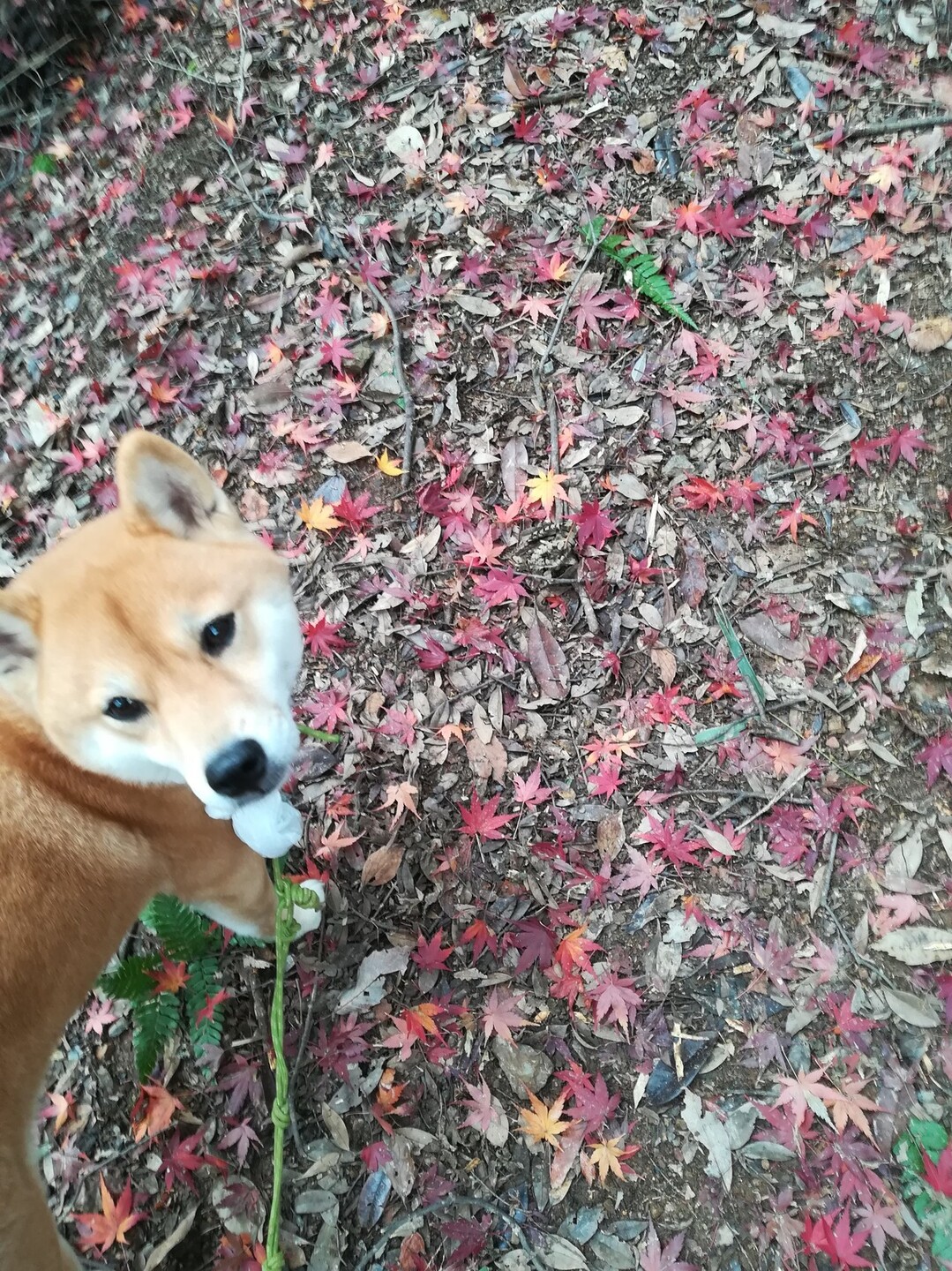 🐕とリハビリハイキング / damens さんの三上山・鏡山の活動データ | YAMAP / ヤマップ