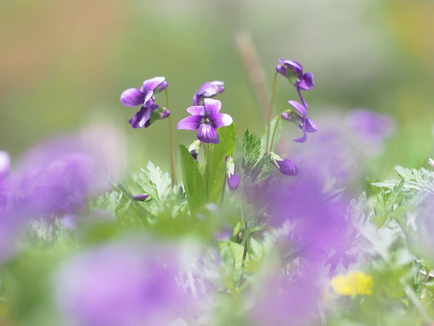 赤城自然園-2024-04-26 / one_heartさんのヤマノススメ巡礼マップ（赤城山・地蔵岳）の活動データ | YAMAP / ヤマップ