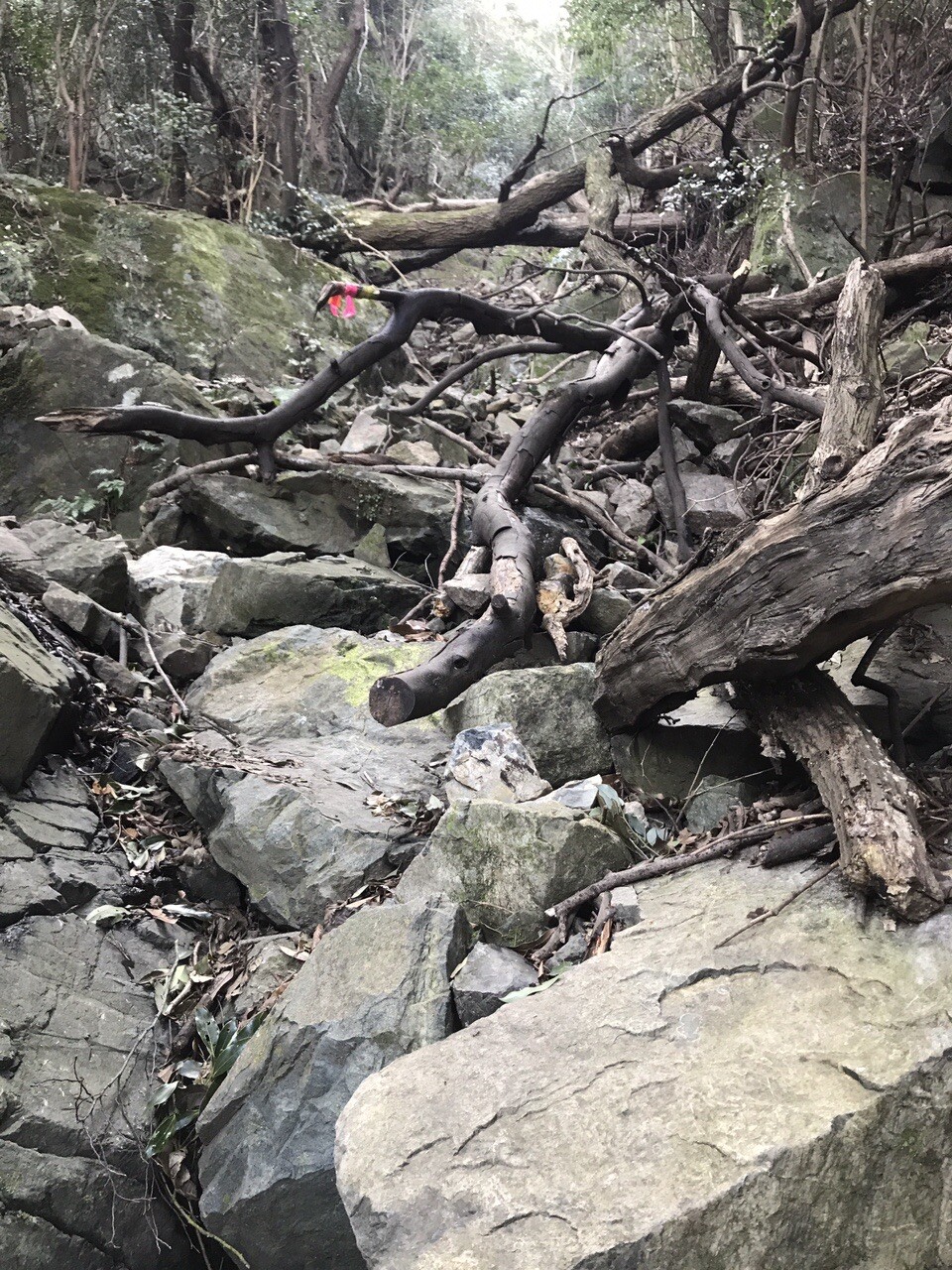 本来登ろうとした 直登ルートとは違うルー... / kentakaさんのモーメント | YAMAP / ヤマップ