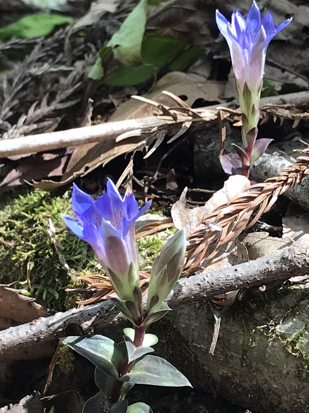 母栖山⛰ / ともさんのモーメント | YAMAP / ヤマップ
