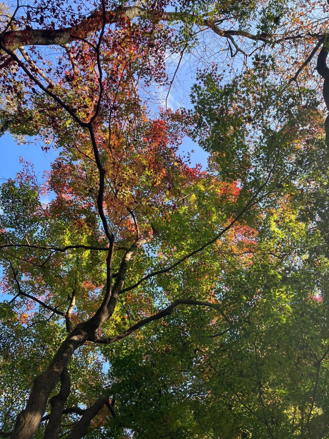 🌿AZUSA 🌸伍 🥾さんの投稿したフィールドメモ | YAMAP / ヤマップ