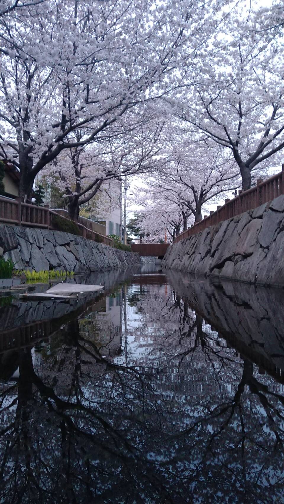 近所の公園です。 ここのサクラが一番好き... / h3さんのモーメント | YAMAP / ヤマップ