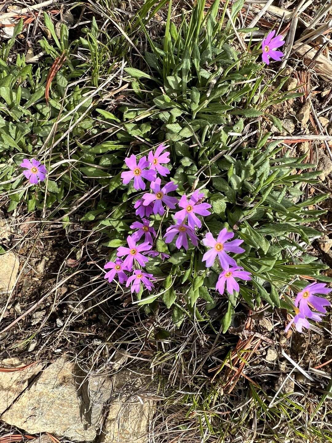 アポイ岳・吉田岳 / MIKIさんのアポイ岳の活動データ | YAMAP / ヤマップ