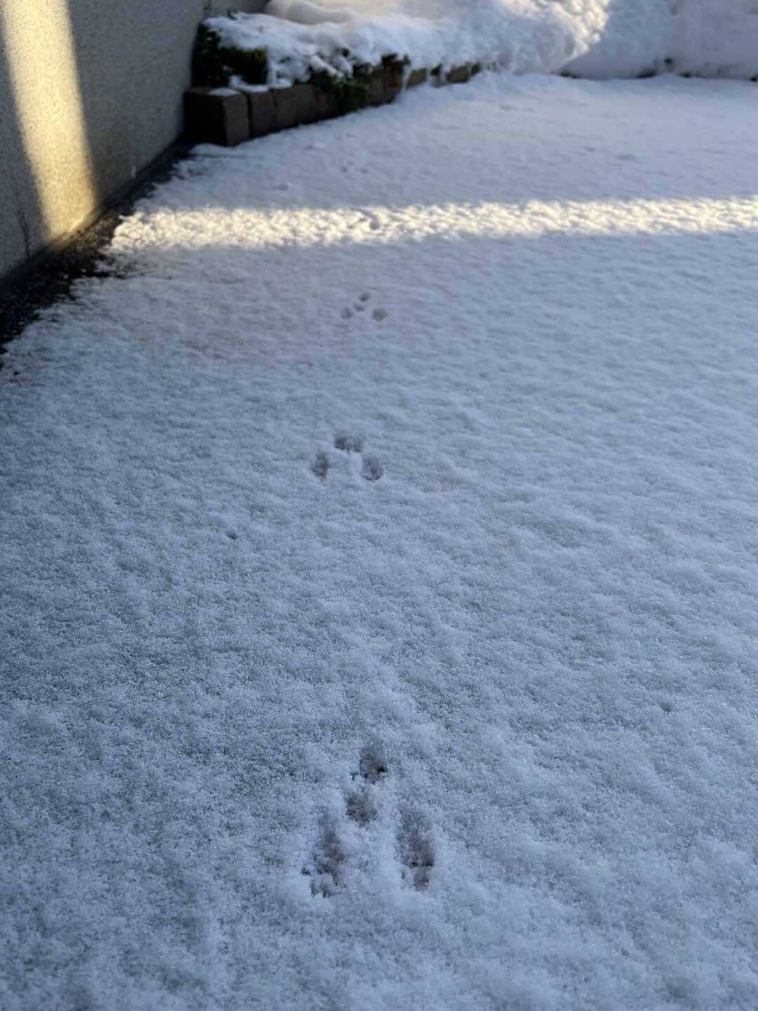 この🐾跡…どなた！ 犬、猫？ もう一つ... / よっしー3110さんのモーメント | YAMAP / ヤマップ