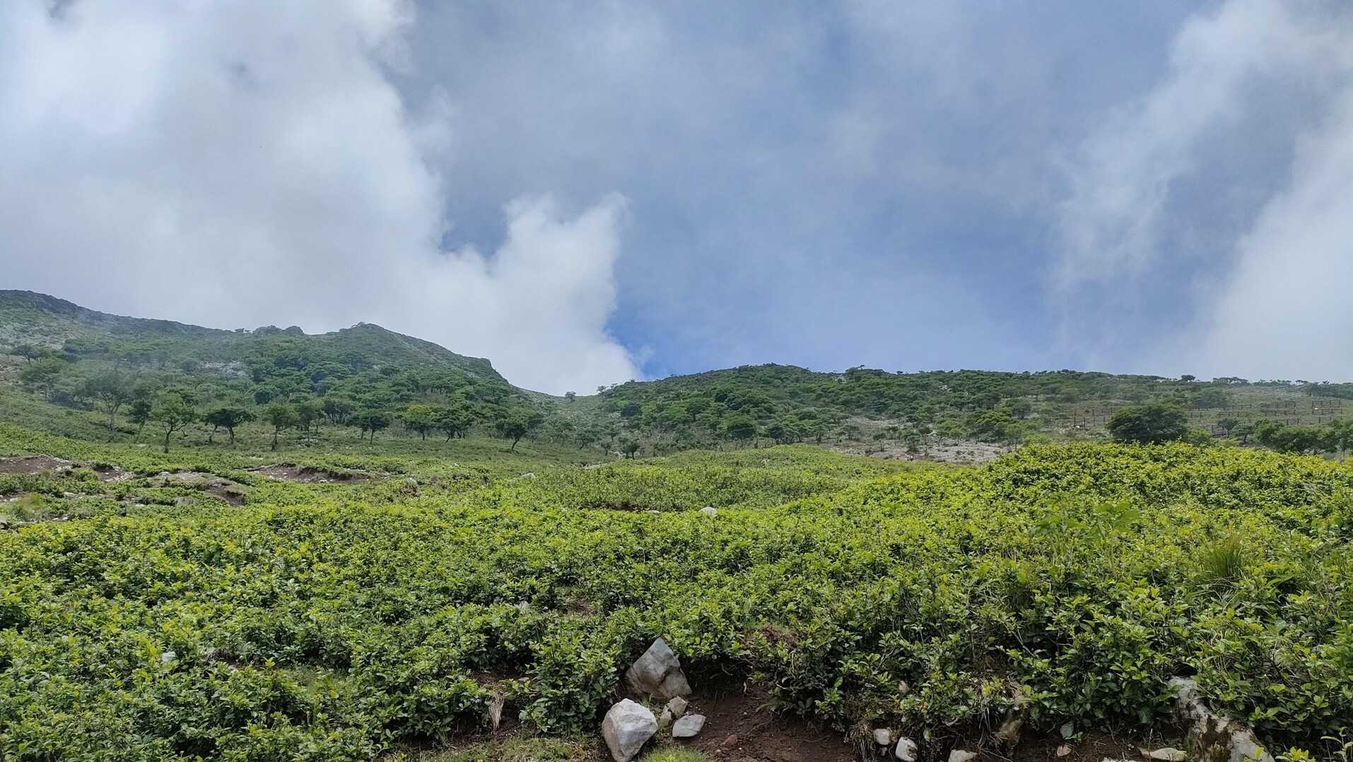 伊吹山・伊吹高原・御座峰-2023-06-13 / S kazuさんの伊吹山・伊吹高原・御座峰の活動データ | YAMAP / ヤマップ