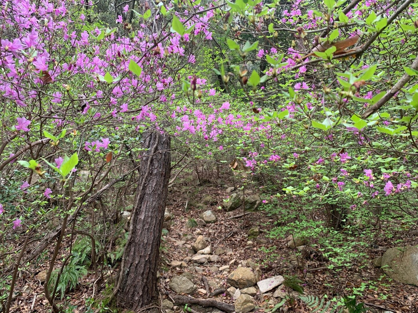 5.12 下見 前山公園・柿谷道・ごろごろ岳 / hikkyさんの六甲山・長峰山・摩耶山の活動日記 | YAMAP / ヤマップ