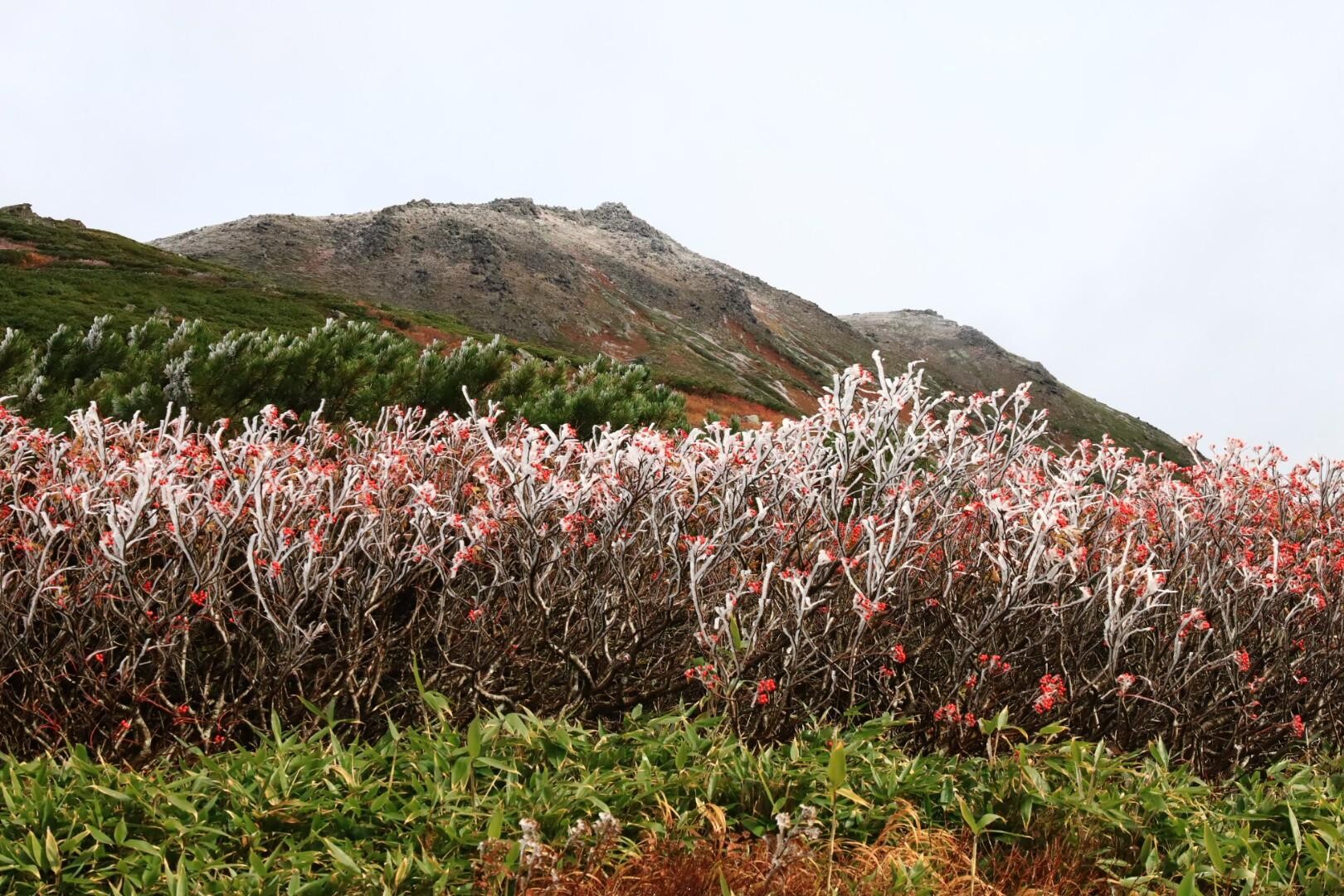 今年の目標 トムラウシ山 ️ 目的は🍁だけど、まさかの☃️🌁か… / かずたOKTさんの大雪山系・旭岳・トムラウシの活動データ | YAMAP / ヤマップ