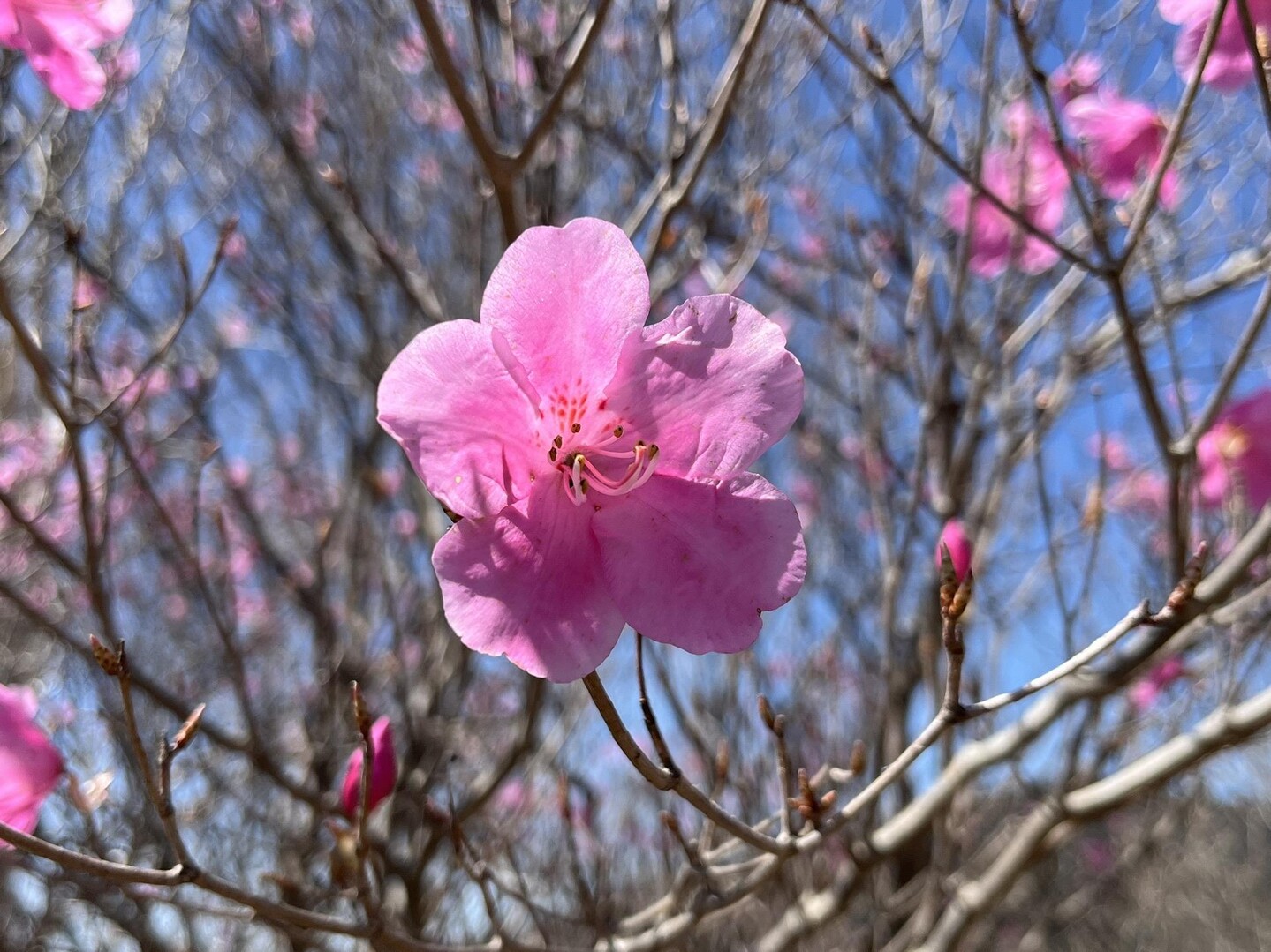 きれいな景色の稜線（中倉山・沢入山） / jittaさんの社山・半月山の活動データ | YAMAP / ヤマップ