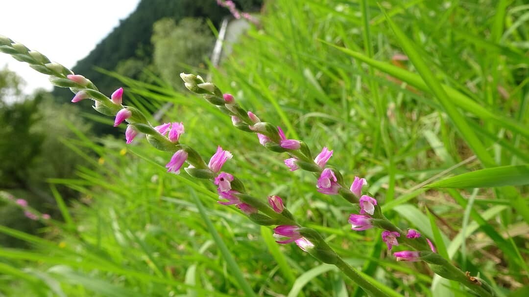 野の花っていいなー😊 / keikoさんのモーメント | YAMAP / ヤマップ
