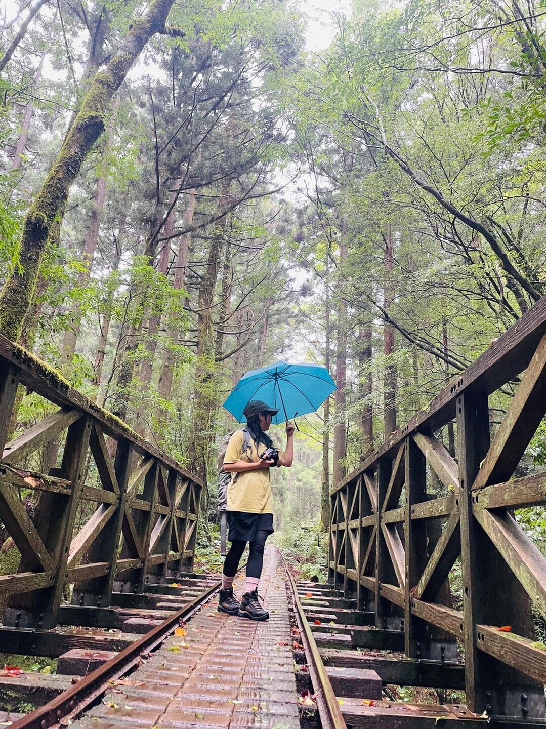 縄文杉 / yukie🌿さんの屋久島・宮之浦岳の活動日記 | YAMAP / ヤマップ