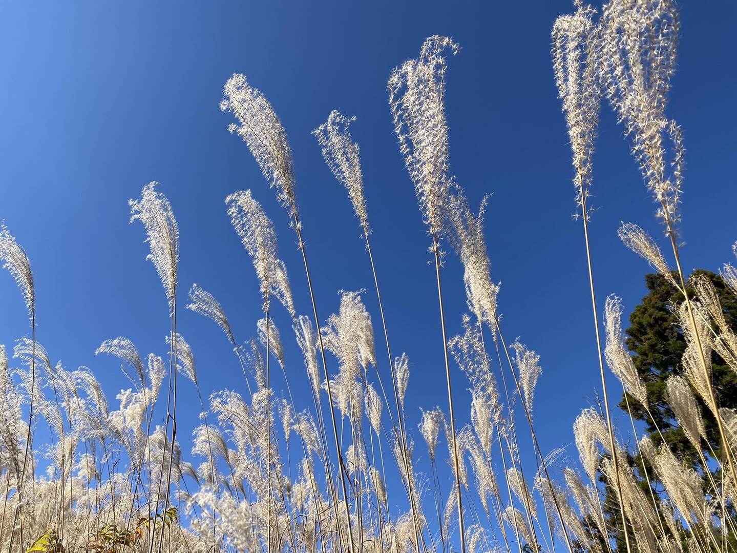 東峰・岩湧山・経塚山 / Erina.さんの岩湧山・一徳防山・三石山の活動データ | YAMAP / ヤマップ