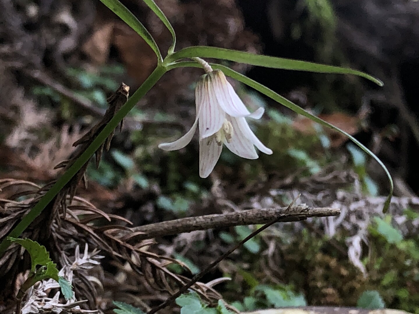 英彦山（南岳・中岳） / neroliさんの英彦山の活動データ | YAMAP / ヤマップ