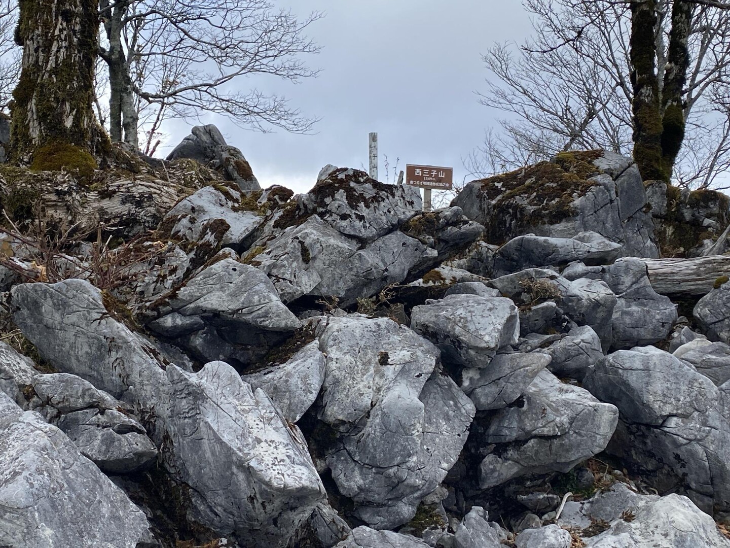 一本ブナの峰・西三子山 / Mikity さんの雲早山・高丸山・西三子山の活動データ | YAMAP / ヤマップ