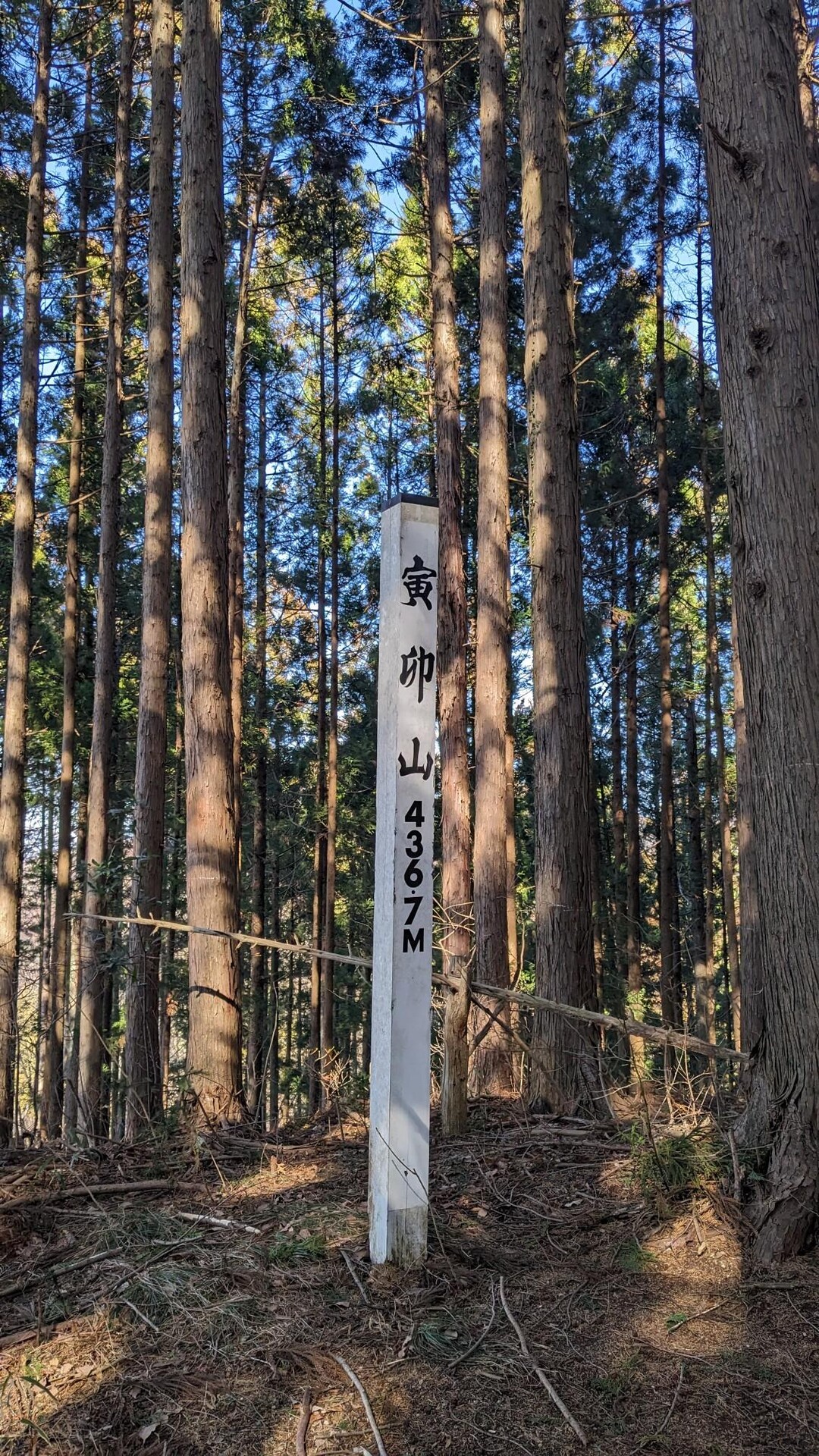 伐採の作業道が入り乱れる寅卯山 / noraさんの萬蔵山の活動データ | YAMAP / ヤマップ