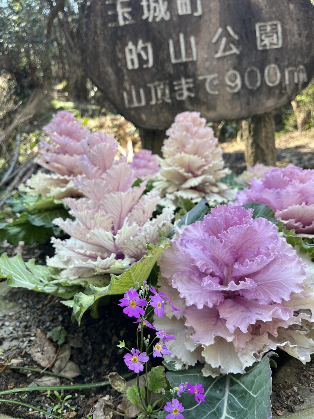 的山 / yattinさんの国束山・大日山の活動データ | YAMAP / ヤマップ