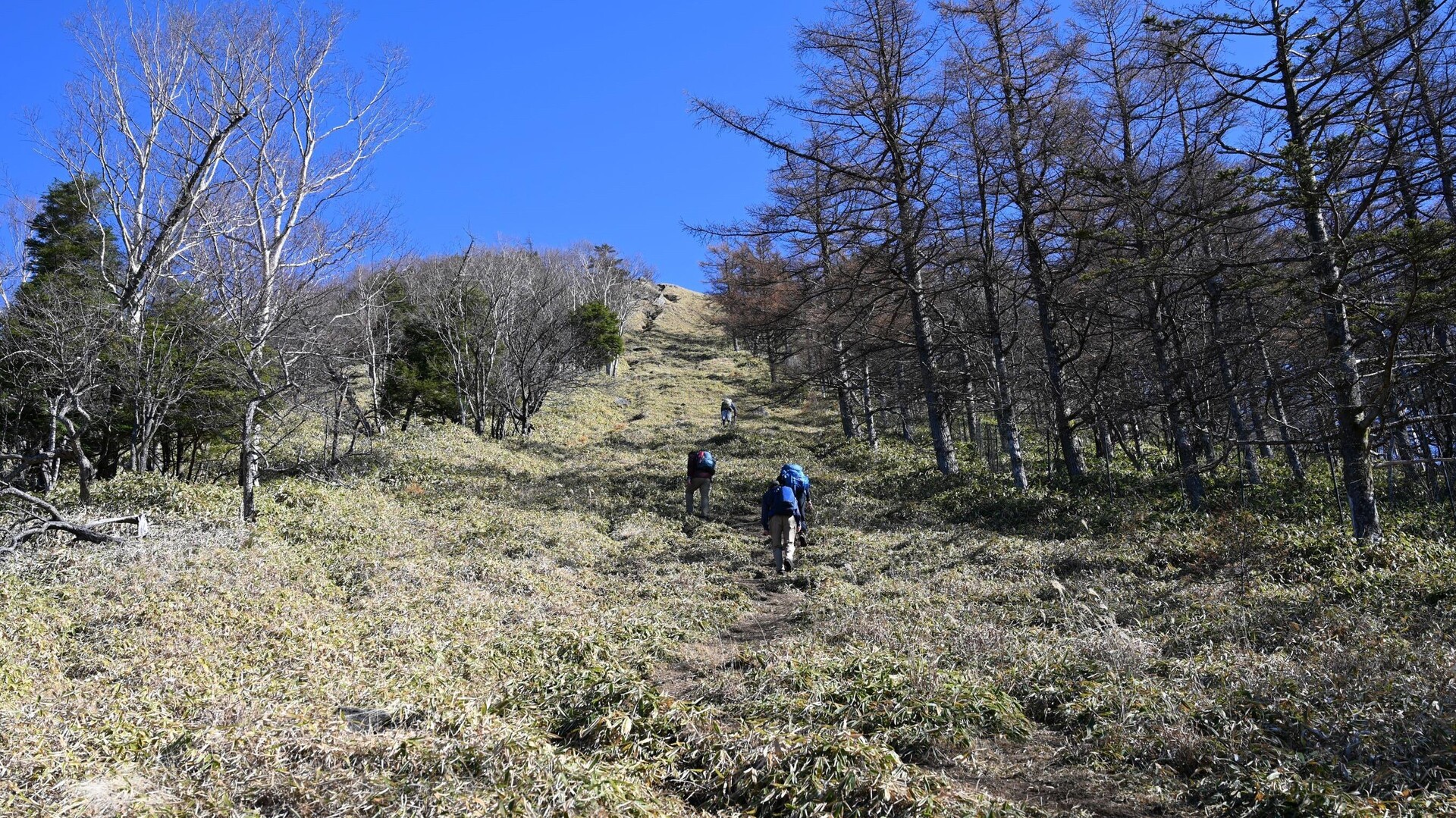 笠取山 | 東京都民の水源の山 / yasz_wanさんの和名倉山・笠取山・東仙波の活動データ | YAMAP / ヤマップ