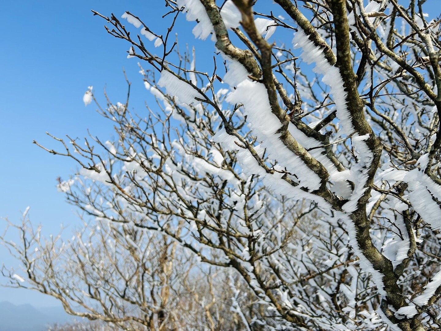 三峰山-霧氷の関西100名山 / いささかGoodさんの三峰山・学能堂山・栗ノ木岳の活動データ | YAMAP / ヤマップ