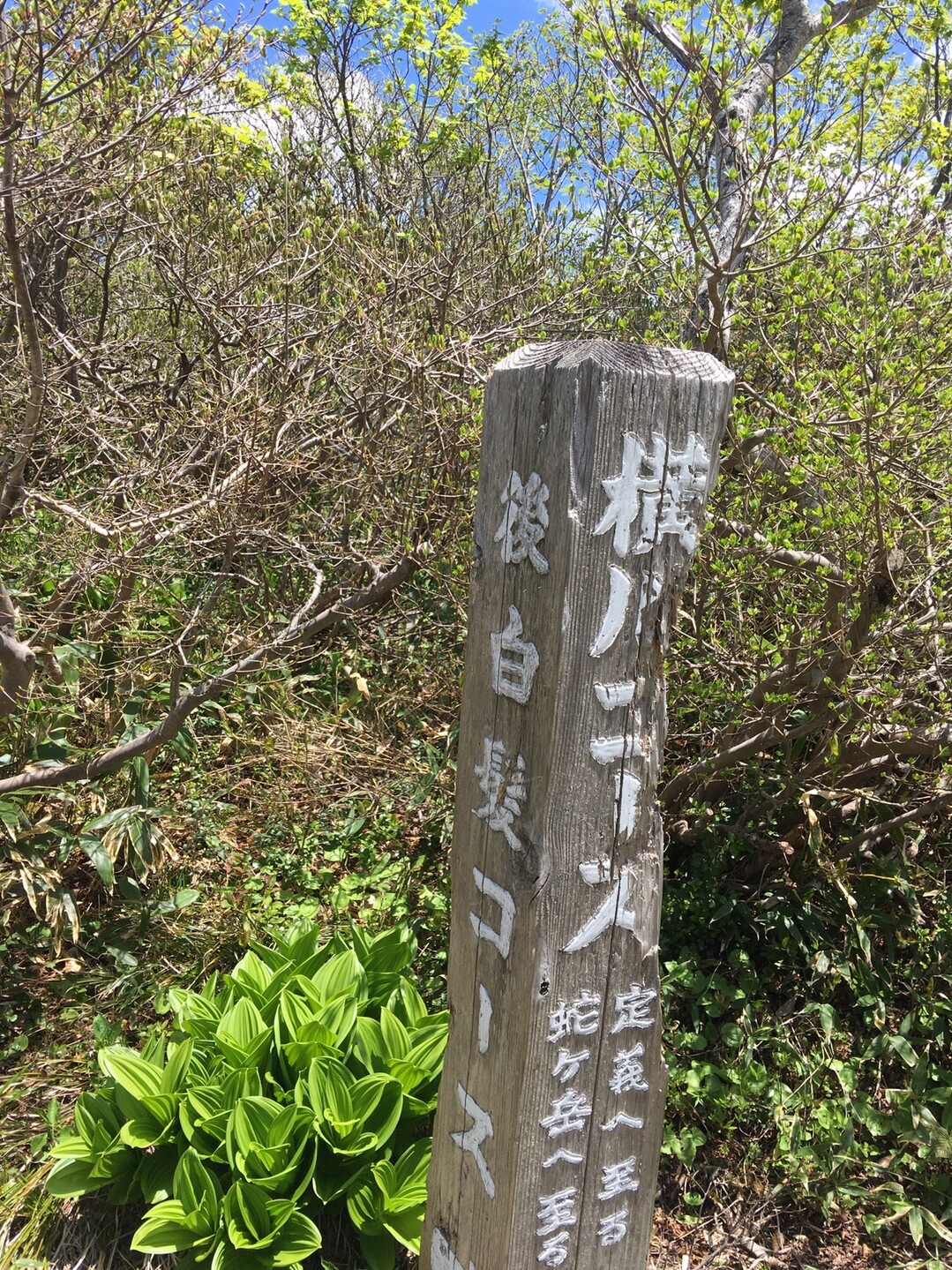 初！後白髪山 / bateniceさんの船形山（御所山）・泉ヶ岳・蛇ヶ岳の活動データ | YAMAP / ヤマップ