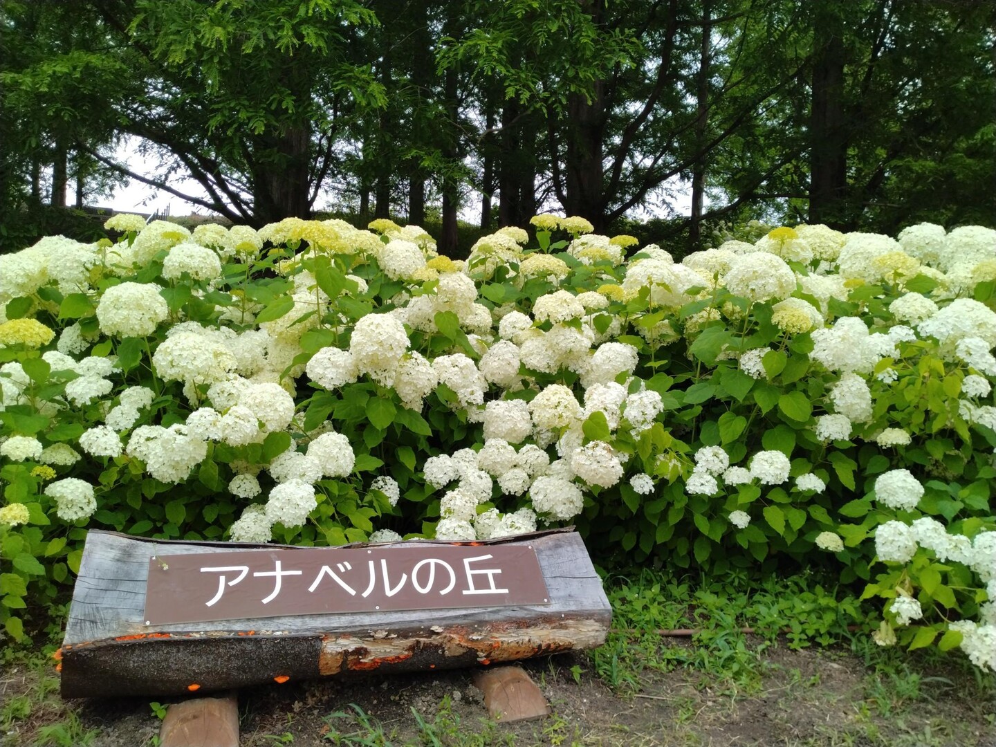 城山 / chonpsさんの六甲山・長峰山・摩耶山の活動データ | YAMAP / ヤマップ