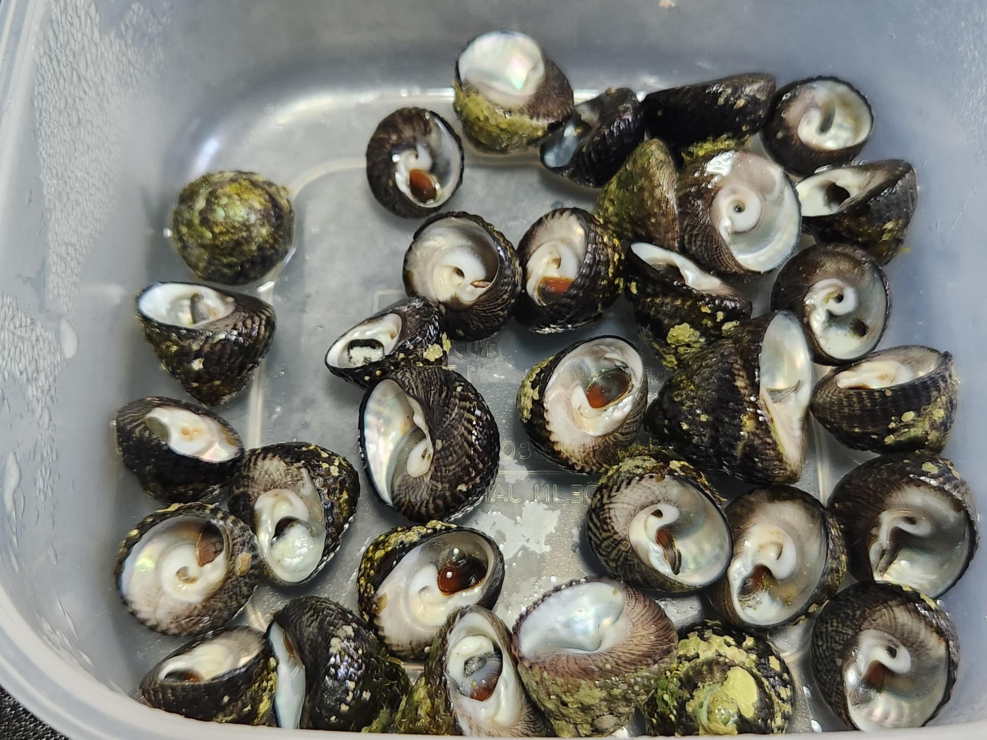 ビナを塩で湯がいて食べてます🤤美味しい... / Jackさんのモーメント | YAMAP / ヤマップ