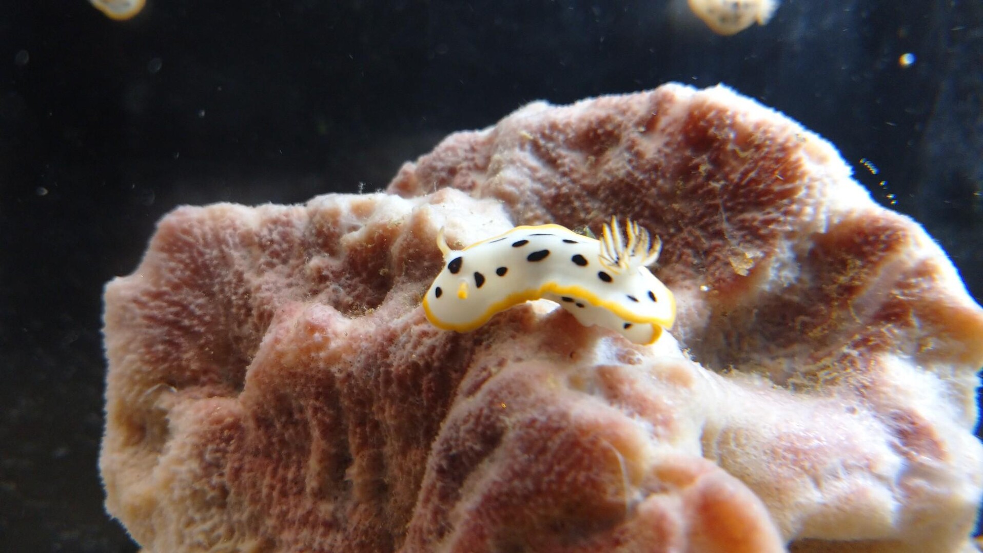 kyoのページ | YAMAP / ヤマップ