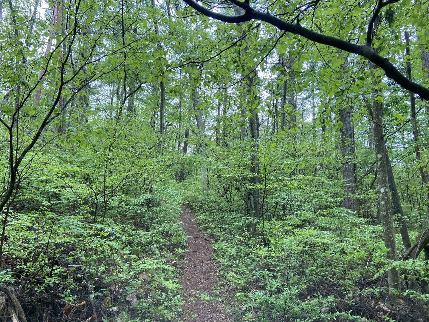 清々しい朝。 だいぶ緑が濃くなってきた。... / yamakenさんのモーメント | YAMAP / ヤマップ