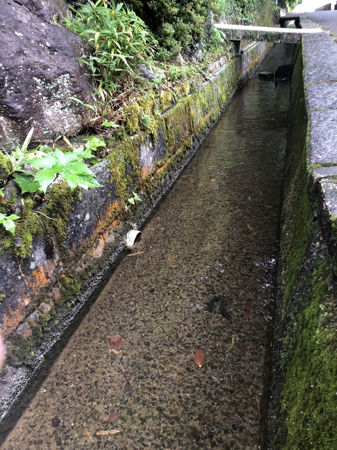 周南市鹿野 清流通りへ 鮎を約100匹貰... / M.Mさんのモーメント | YAMAP / ヤマップ