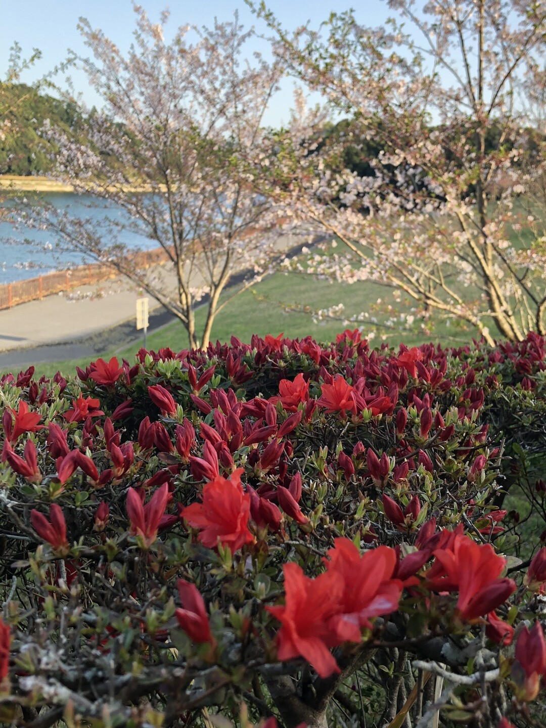 ウォーキング🚶‍♀️に行ったダムで 赤... / yayokoさんのモーメント | YAMAP / ヤマップ